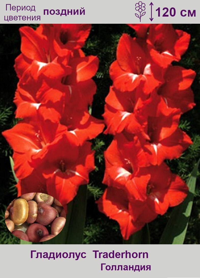 Гладиолус Трэйдхорн (Traderhorn) луковицы 3 шт сотка