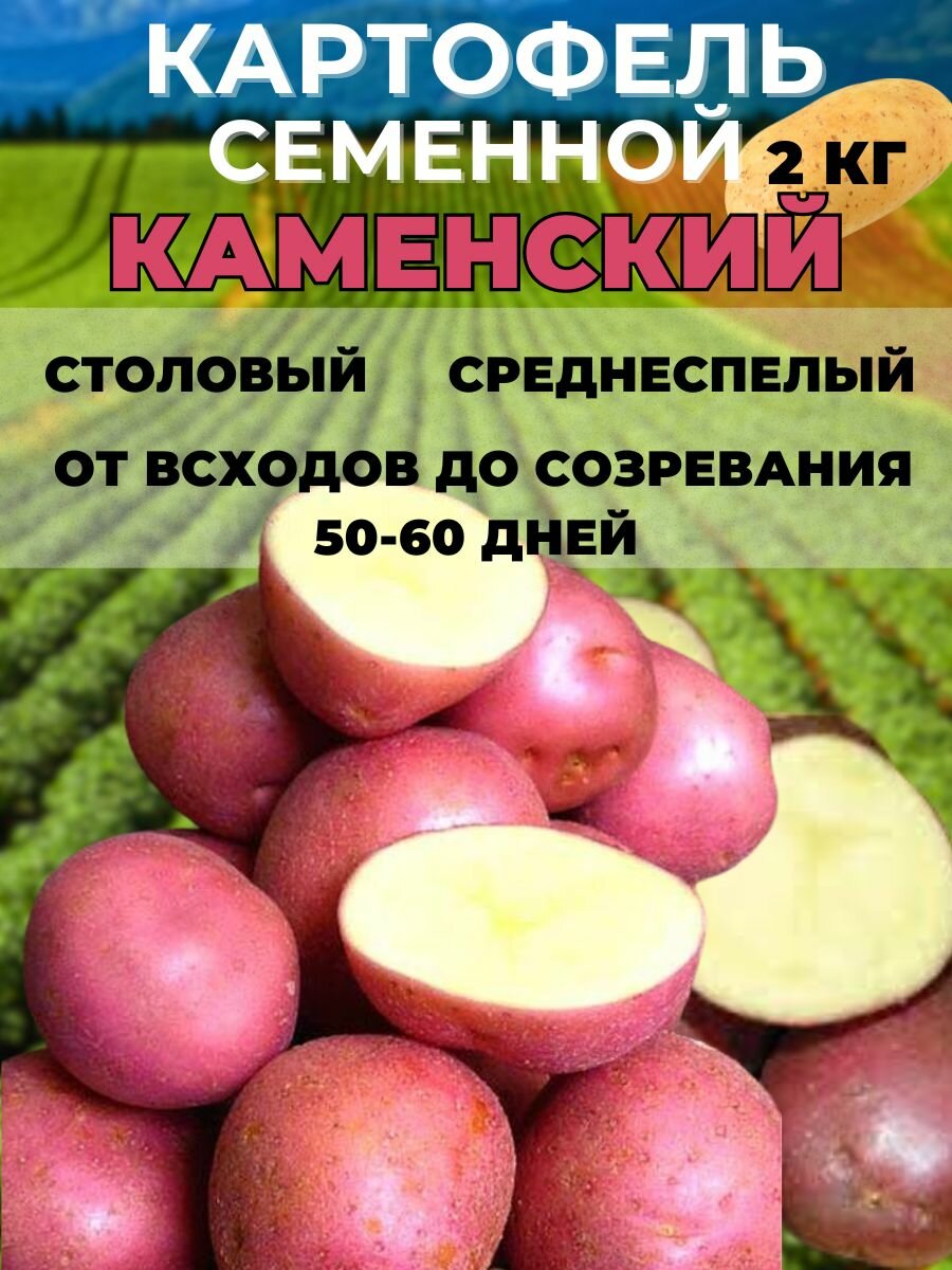 Картофель семенной