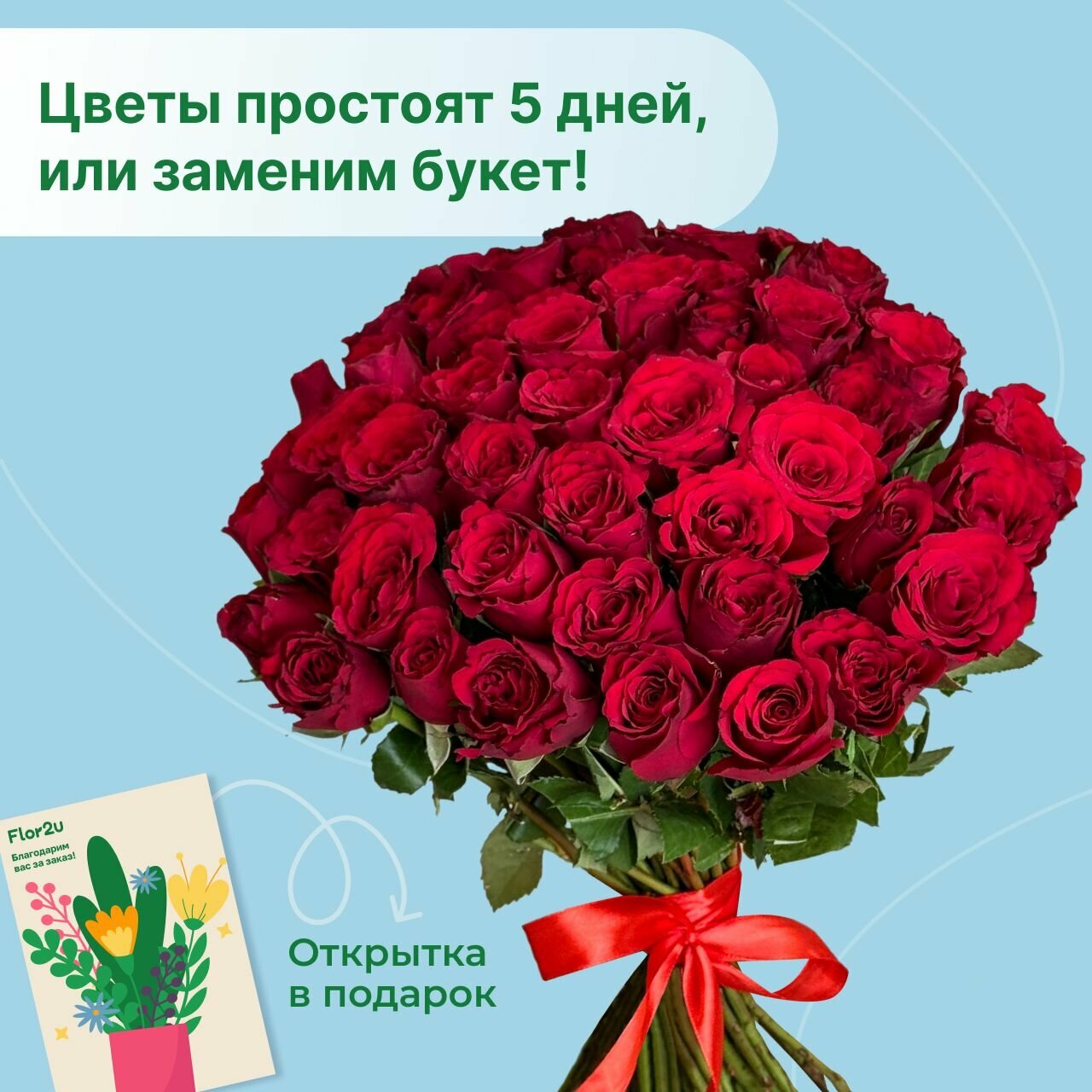 Цветы живые букет из 51 красной розы 35 см с атласной лентой Flor2u