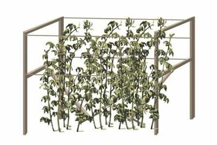 Опора для малины зеленая найди