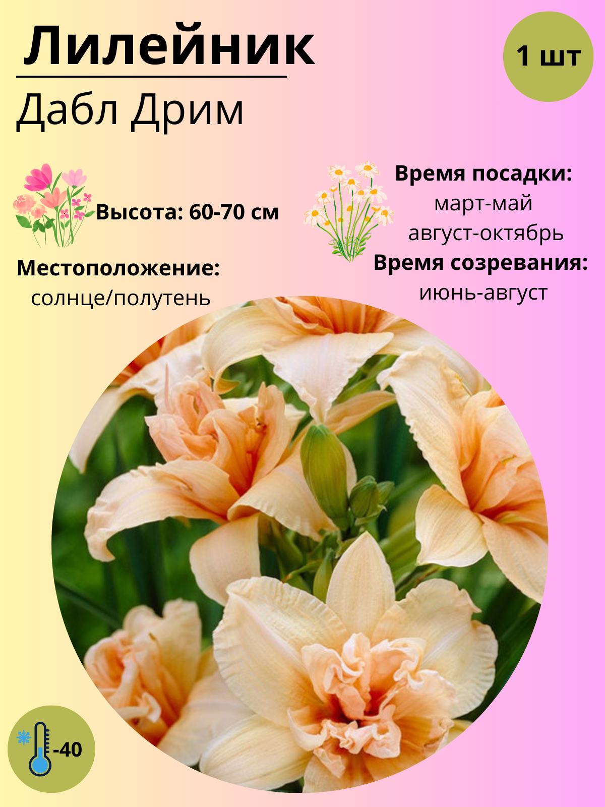 Лилейник Дабл Дрим, многолетние цветы / корень 1 шт