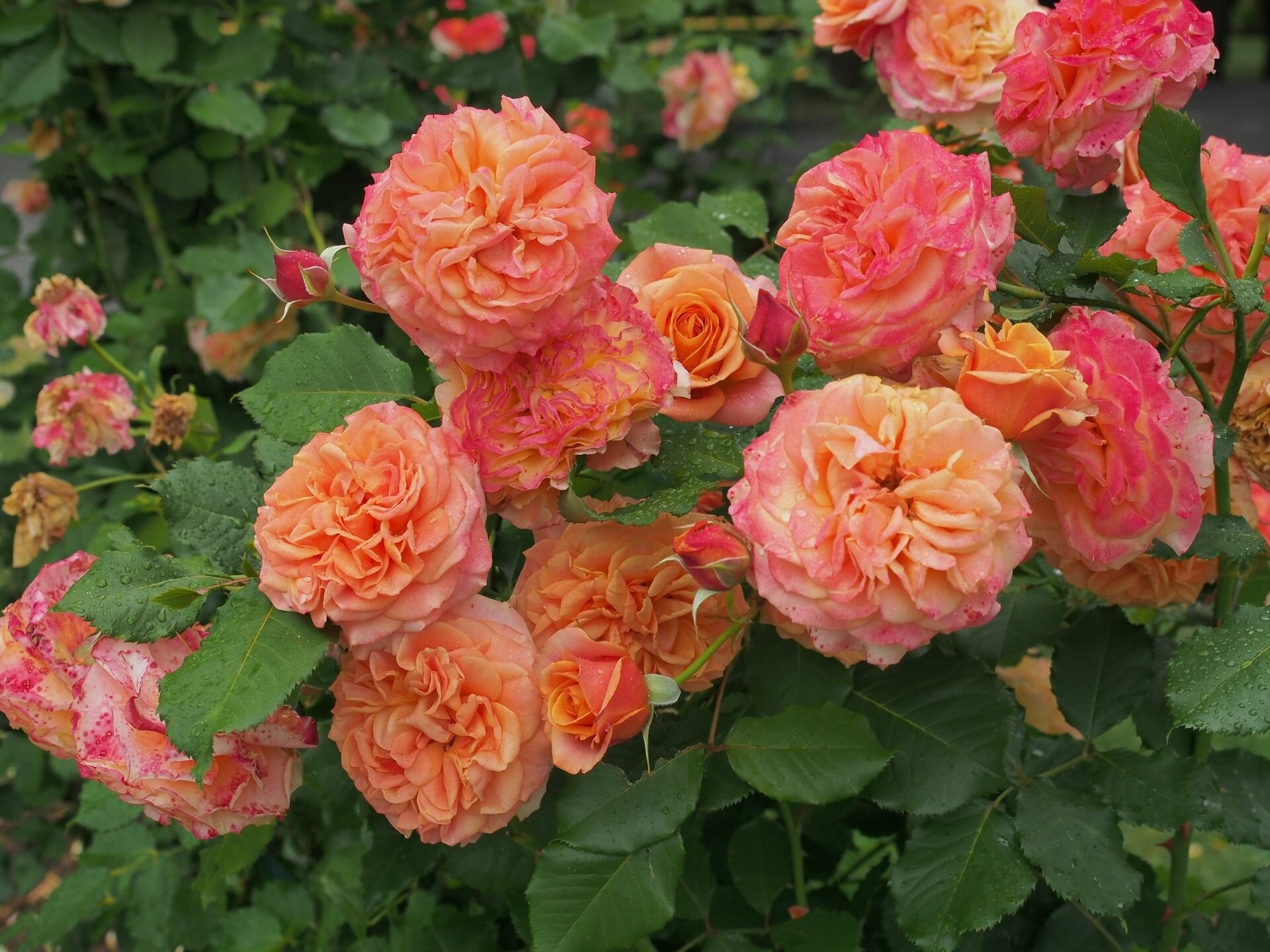 Роза флорибунда Ла Вилла Котта (La Villa Cotta) / 1 шт, пионовидный сорт