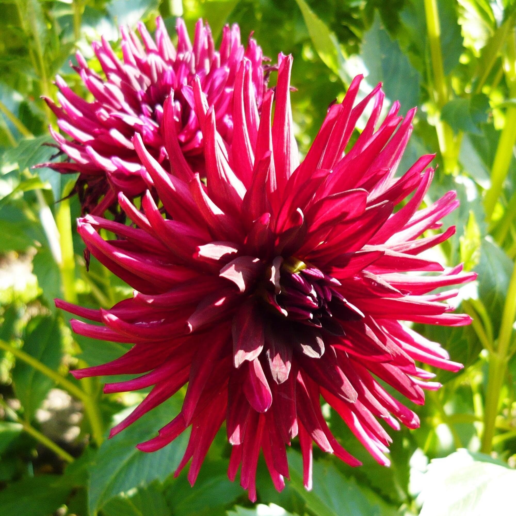 Георгина Нут д'Ете (1 клубень), Нидерланды