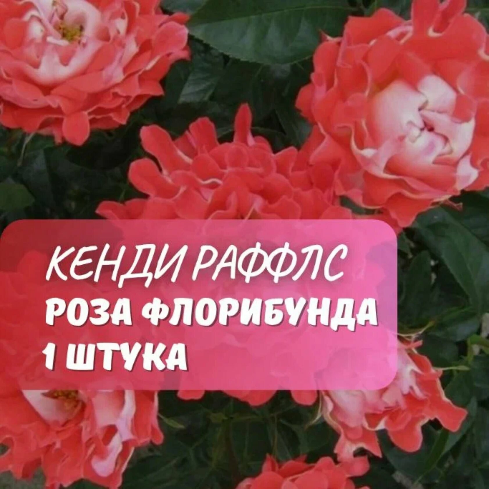 Роза флорибунда Кенди Раффлс (Candy Ruffles) / 1 шт, морозостойкий сорт