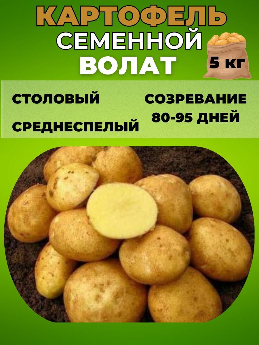 Картофель семенной, клубни на посадку 5кг