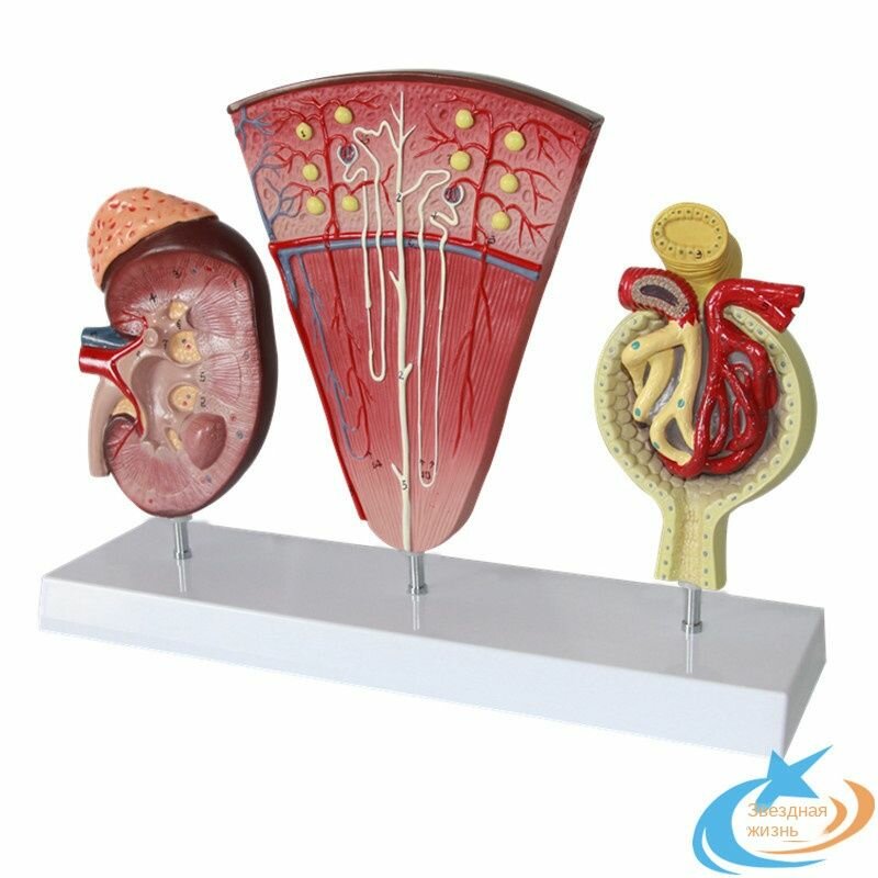 Модель почек человека модель мочевыделительной системы
