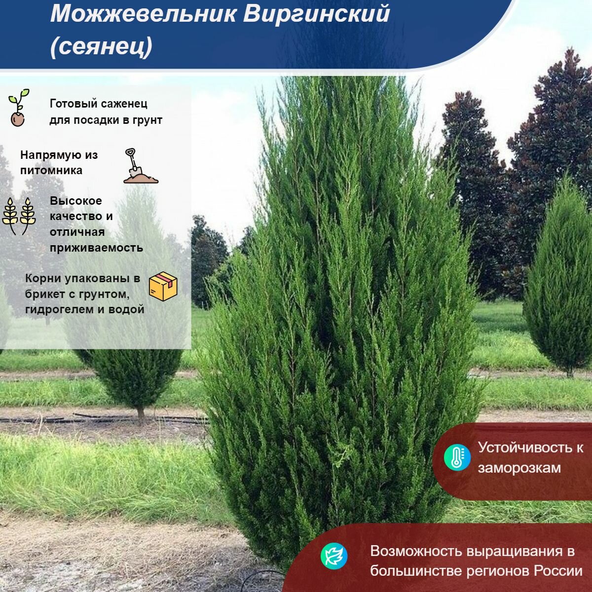 Можжевельник Виргинский (сеянец)