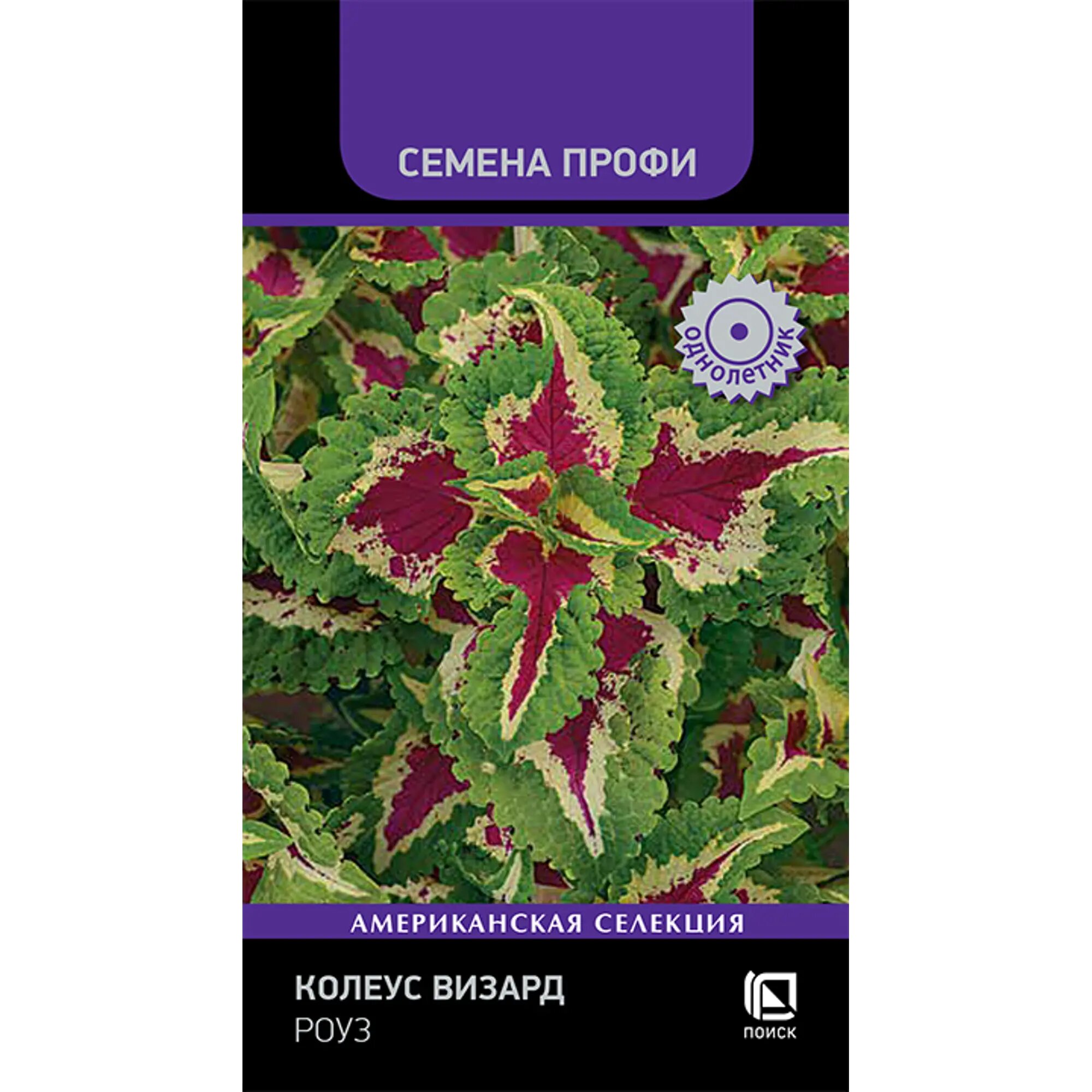 Поиск семена цветов колеус Визард Роуз, 10 шт - декоративное цветение в саду