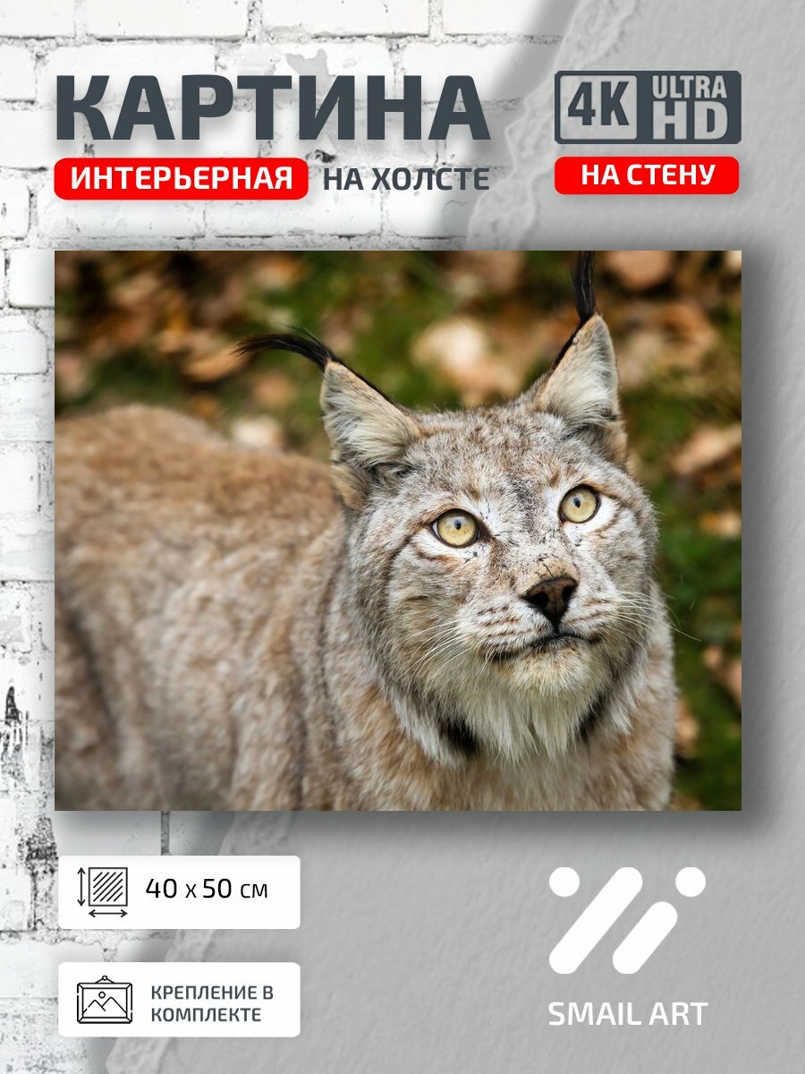 Картина на холсте интерьерная 40 на 50 на стену Глаза Mood для гостиной атмосфера интерьер