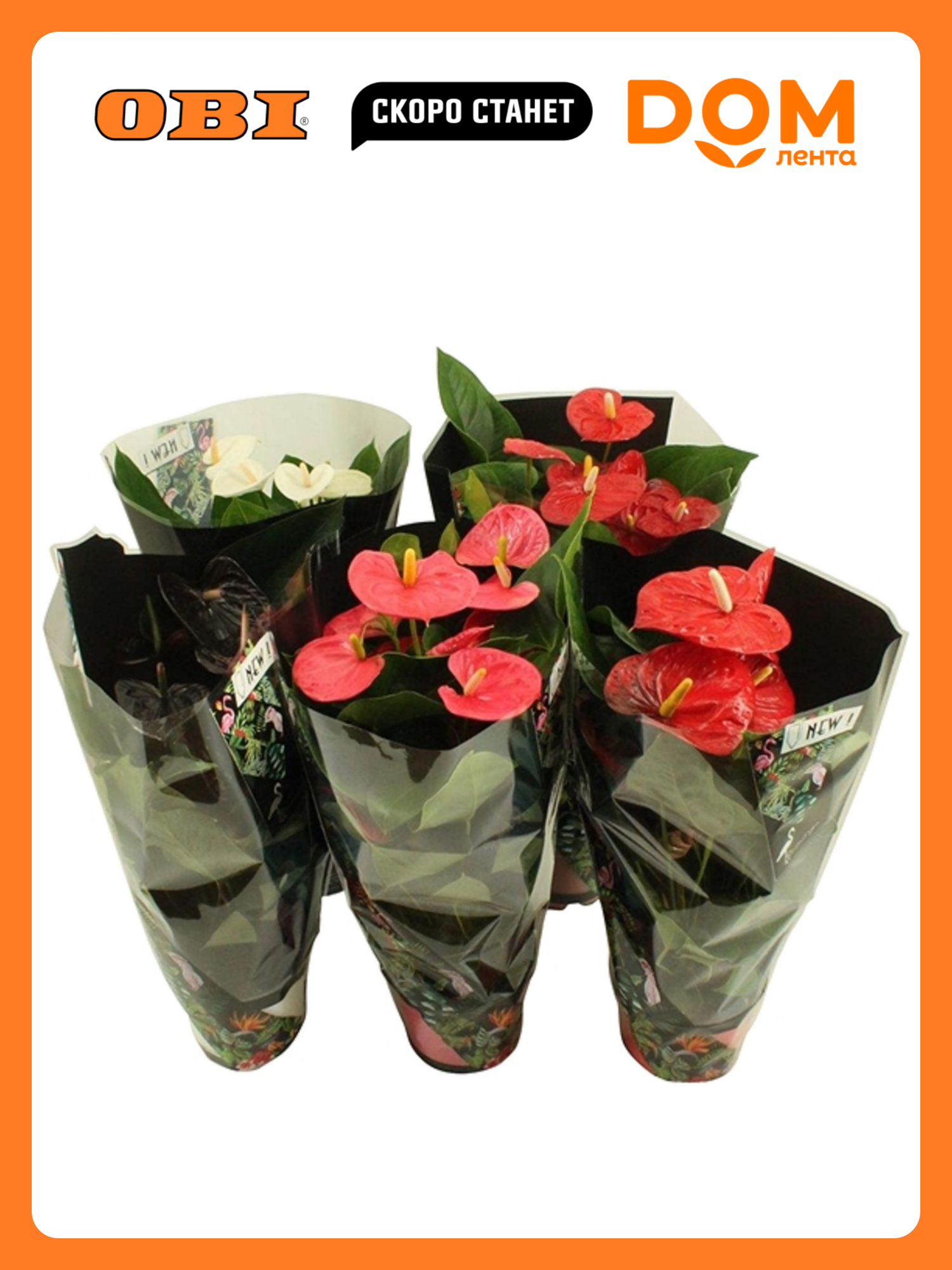 Антуриум "Джангл", декоративно-цветущий, неприхотливый, высота 50 см