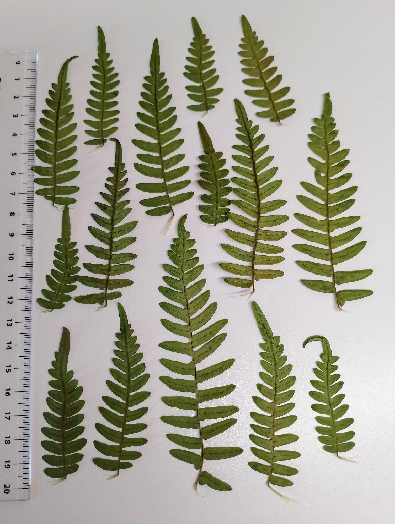 Листья папоротника сухие. Сухоцвет.