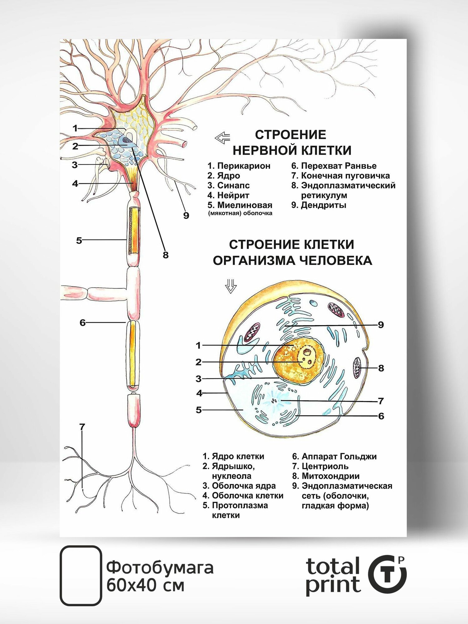 Постер на медицинскую тематику, 60х40см, Строение нервной клетки, строение клетки организма человека, TotalPrint