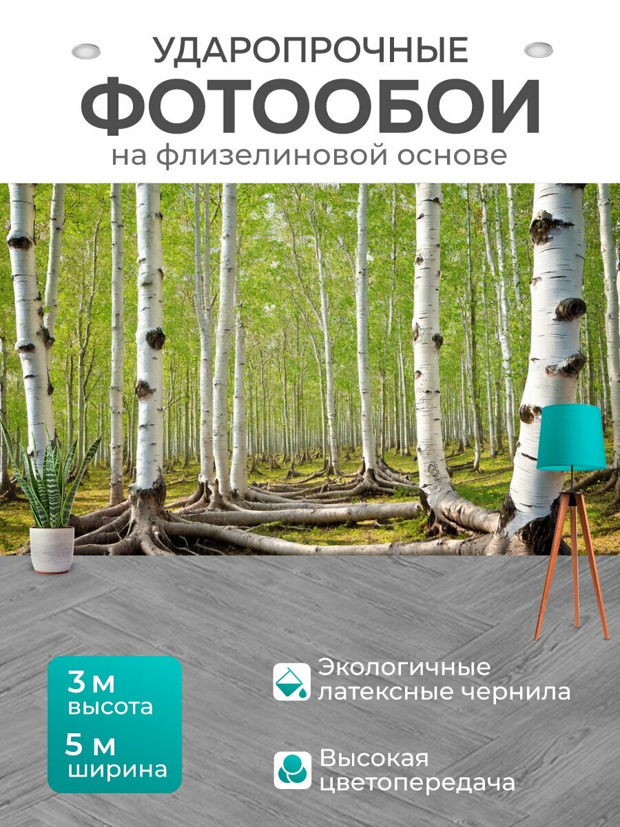Фотообои моющиеся ударопрочные "Фотообои лес в стиле текстуры, березовая роща с белыми стволами деревьев, текстурированные корни и молодая зелень," 500x300 см. флизелиновые на стену