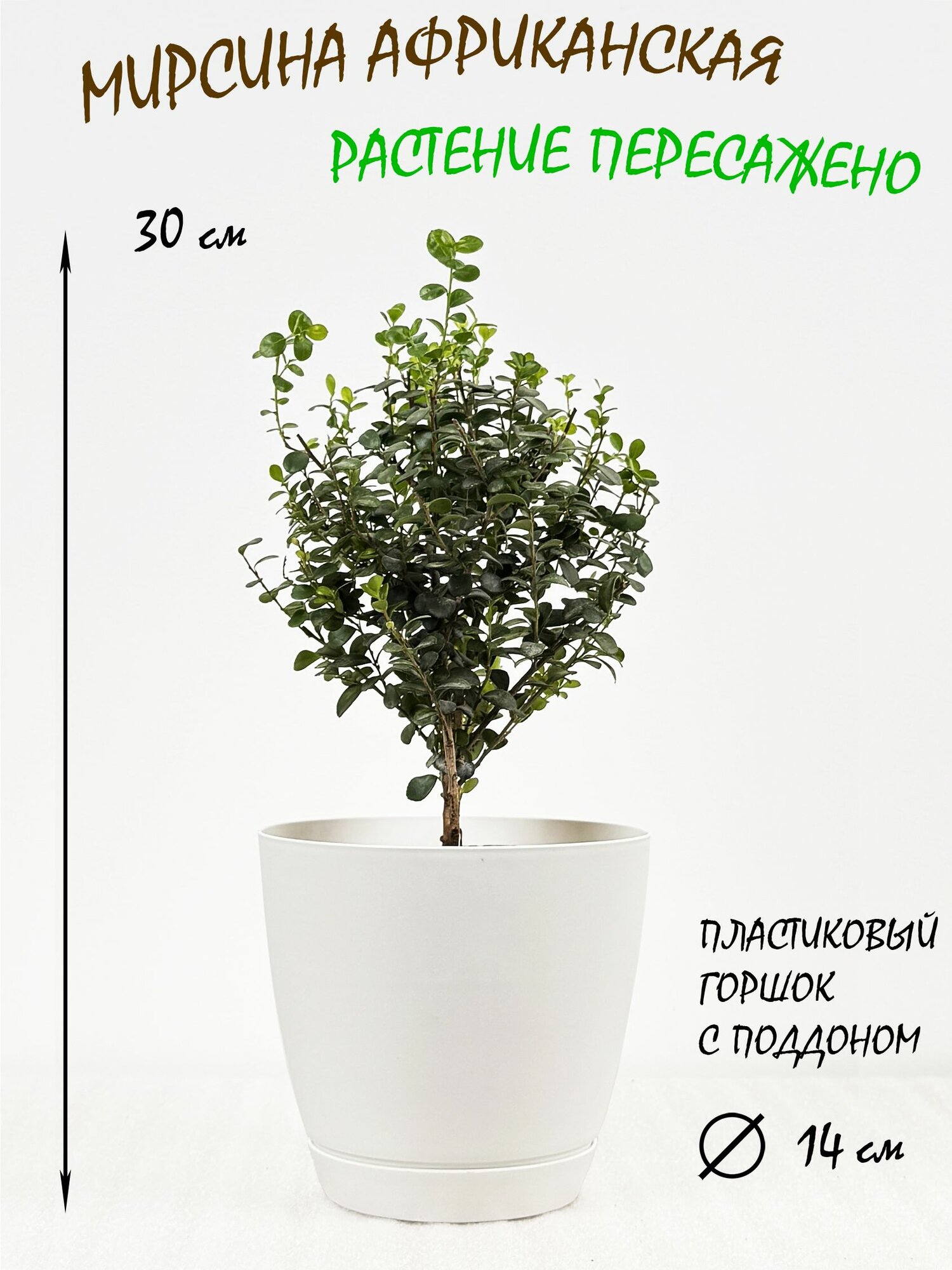 Мирсина в белом пластиковом горшке с поддоном, PRO фикус живое растение, высота 30см