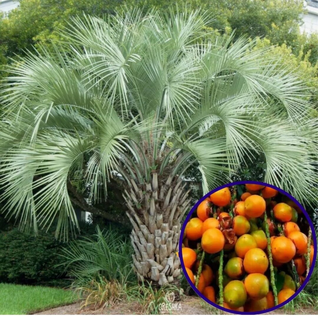 Пальма Бутия- морозостойкая. Семена 2 шт