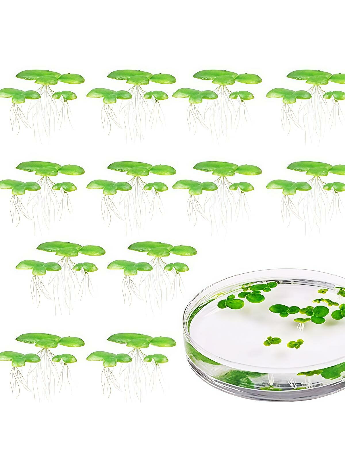 Пластиковые плавающие аквариумы с ряской Украшения Среда обитания растений