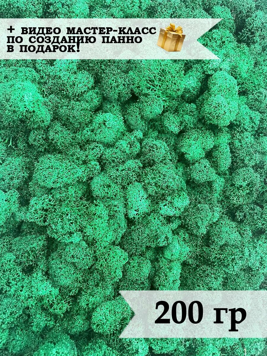 Мох стабилизированный ягель декоративный для озеленения