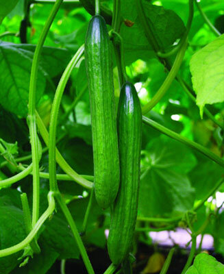 Семена огурцов Вивальди F1 (3 шт.)