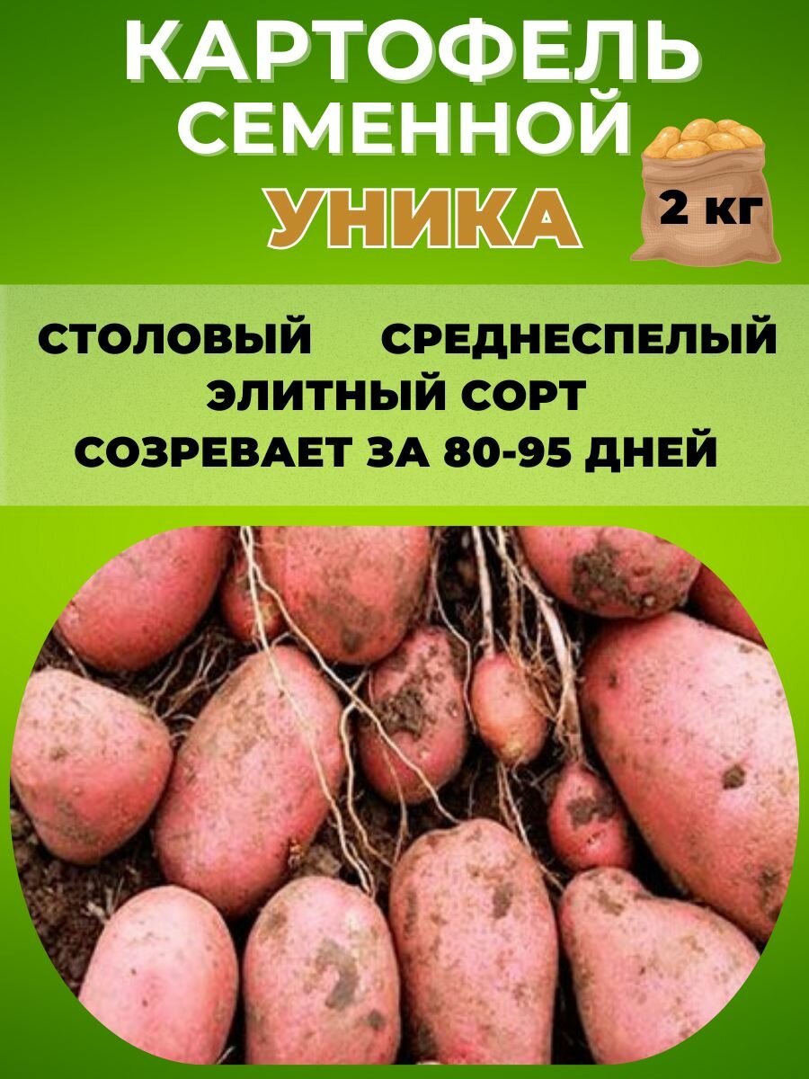 Картофель семенной Уника 2 кг, клубни на посадку