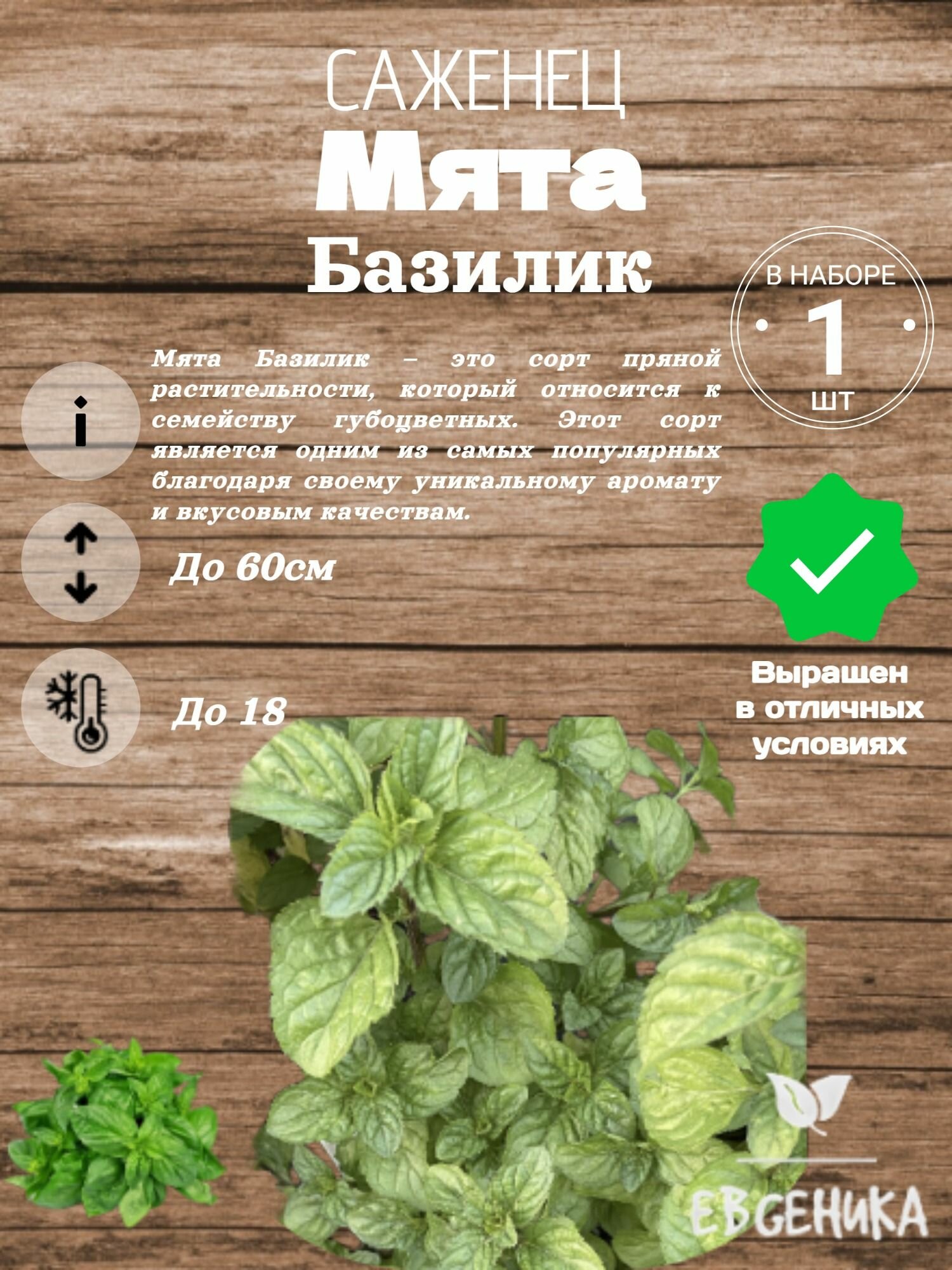 Мята Базилик