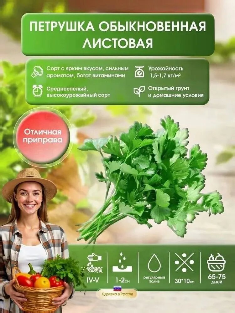 Семена петрушки "Обыкновенная листовая", для быстрого роста, 500г