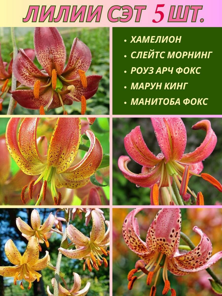 Лилии азиатские, луковицы, сет из 5 штук