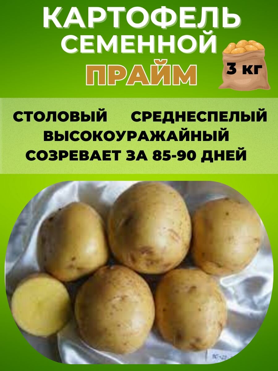 Картофель семенной Прайм 3 кг