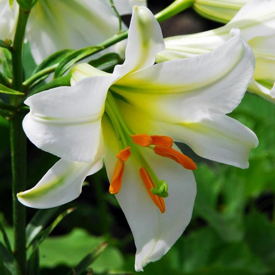 Лилия трубчатая Регале Албум луковицы, клубни, корни цветов