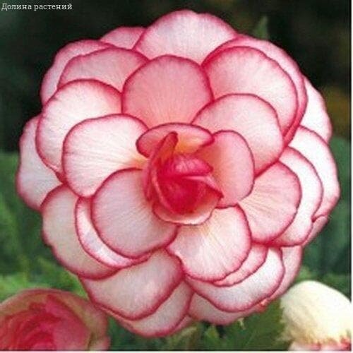 Бегония Пикоти уайт/ред (1 клубень), Нидерланды