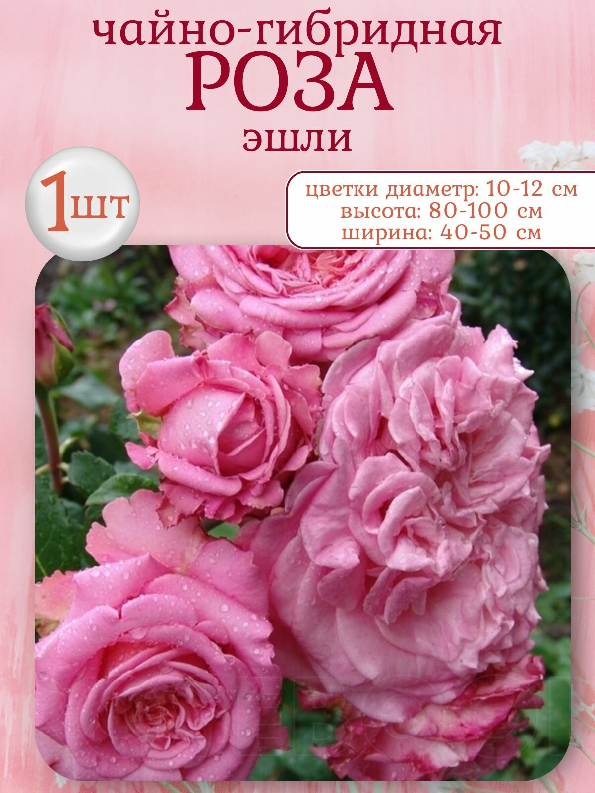 Роза чайно-гибридная Эшли, многолетние цветы, 1 шт