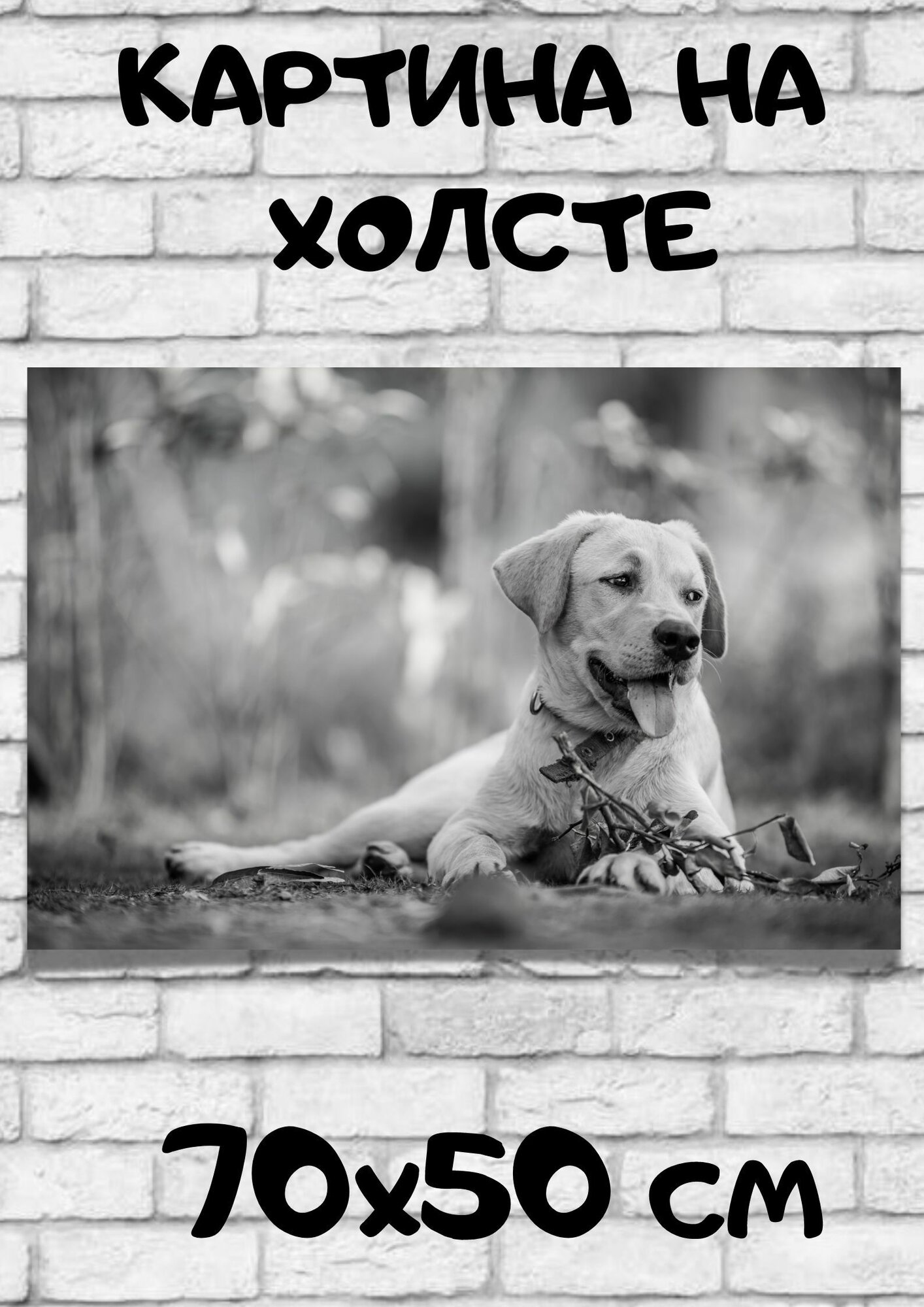 Картина с красивой собакой / Фотокартина для интерьера с псом