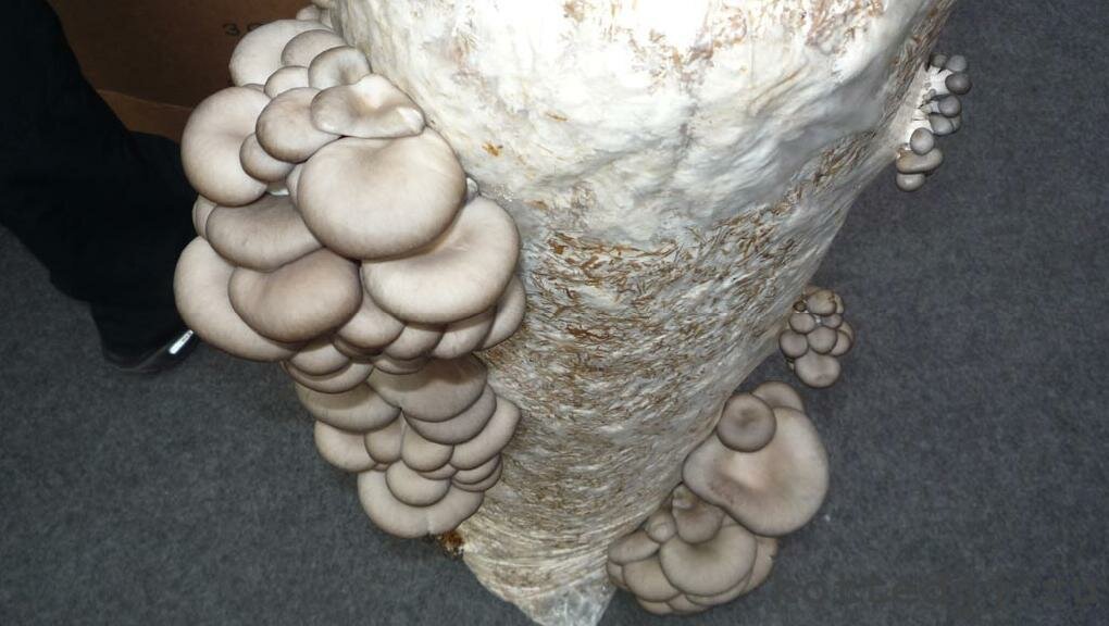 Зерновой Мицелий Вешенки 1 кг.