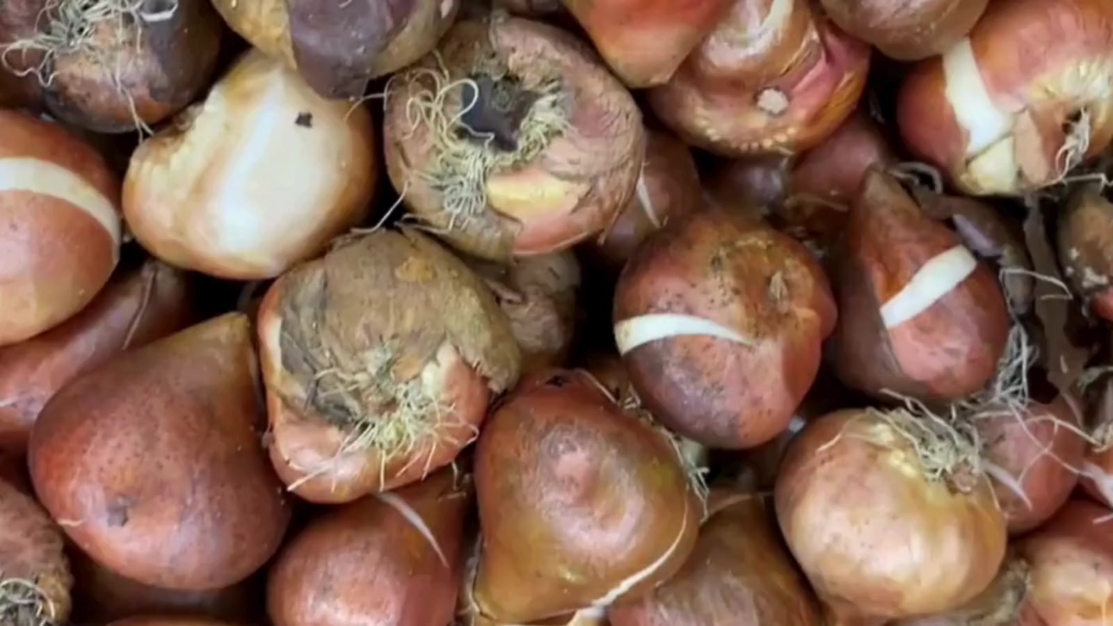 Луковицы цветов, chipollino Flowers, Анемоны SKY MIX (10 ЛУКОВИЦ ...