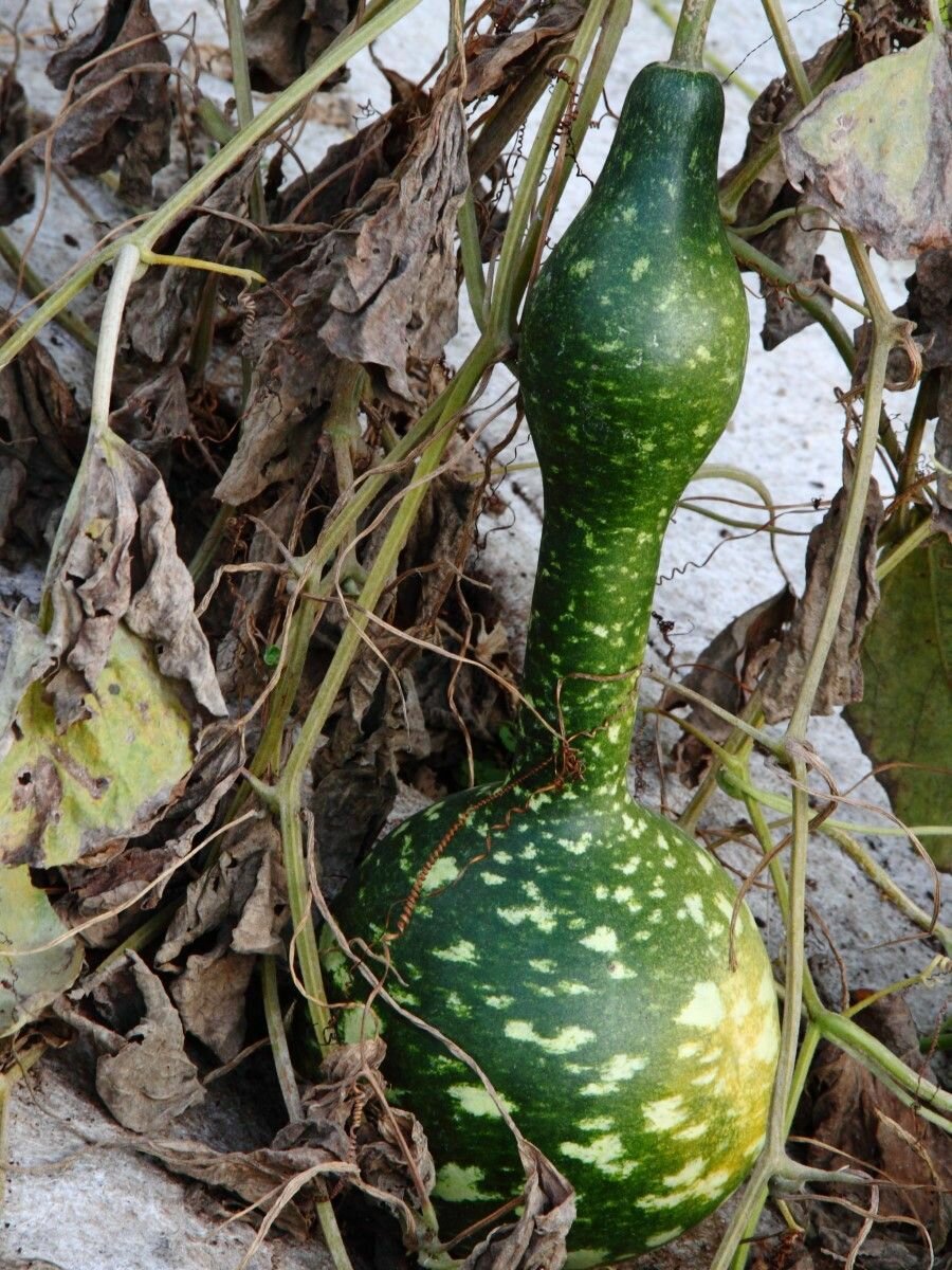 Семена Тыква Лагенария Гусь в яблоках, 5 штук