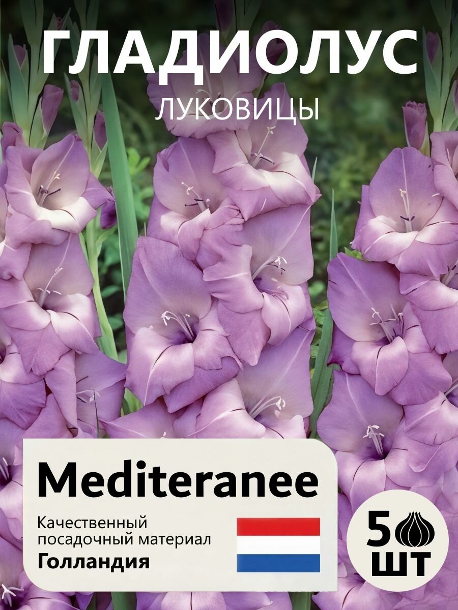 Гладиолусы луковицы крупноцветковые Медитерран, 5 шт