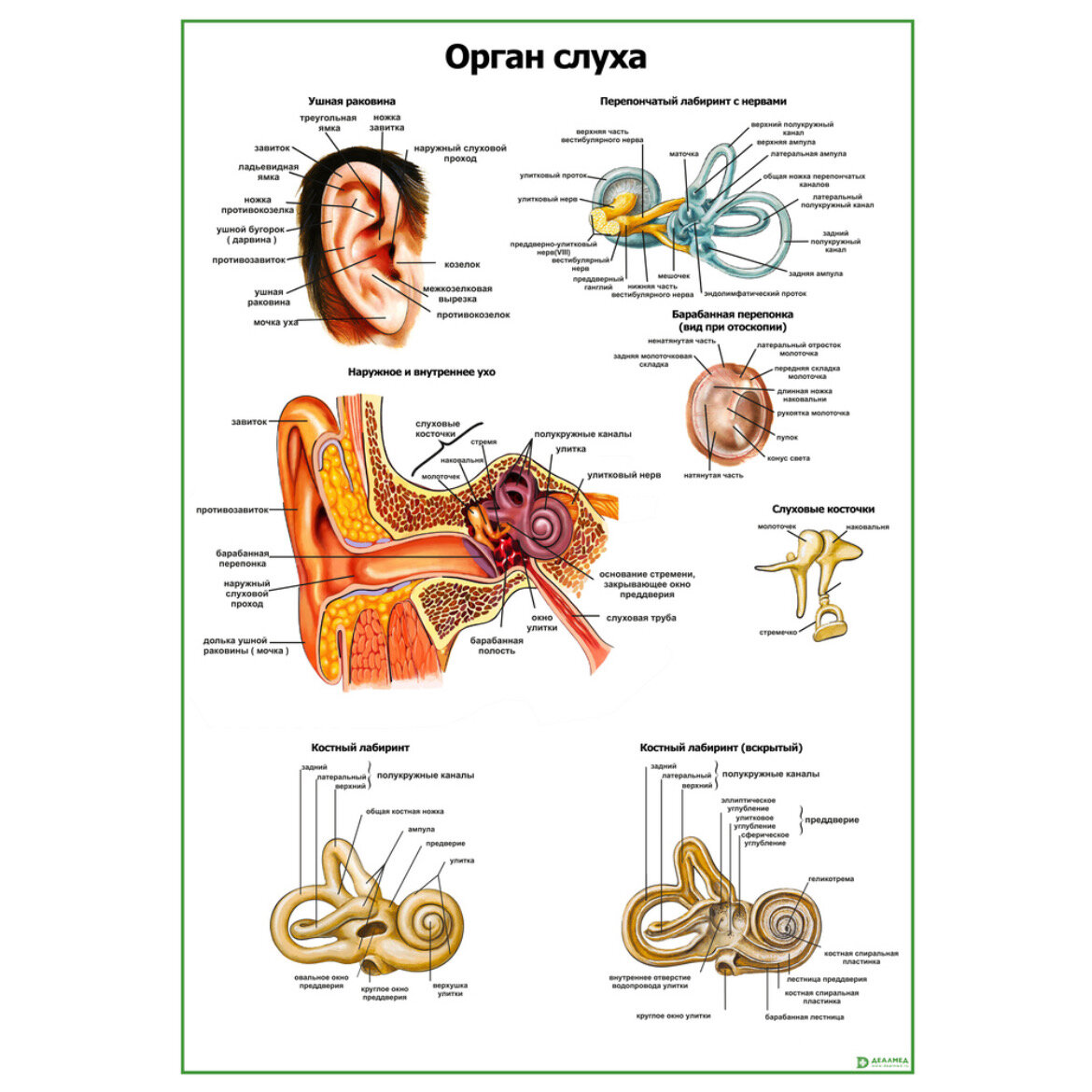 Орган слуха, плакат ламинированный А2
