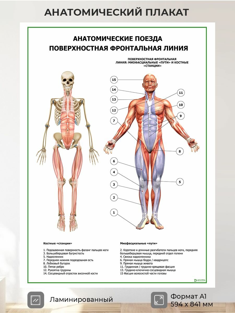 Обучающий медицинский плакат ламинированный формат А1 Анатомические поезда, поверхностная фронтальная линия