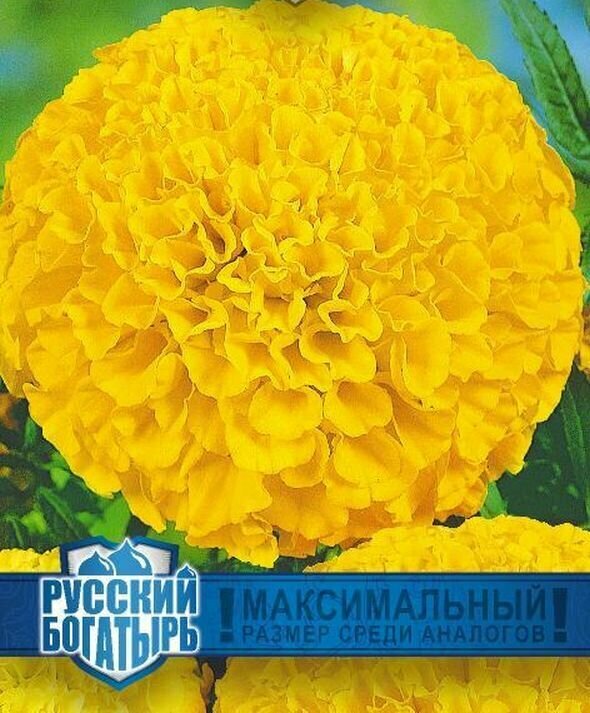 Бархатцы Солнечный зайчик серия Русский богатырь