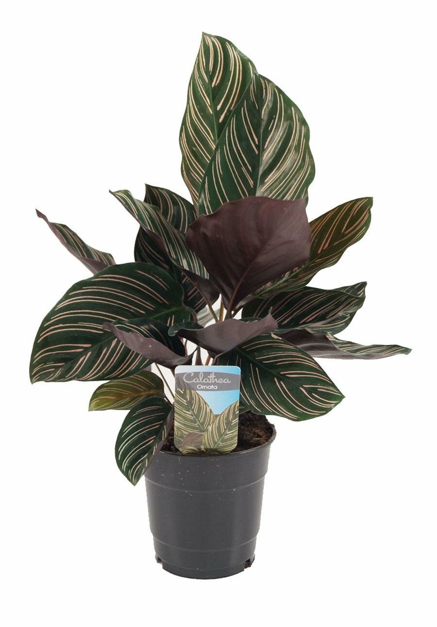 Калатея украшенная - Calathea ornata D12 H30
