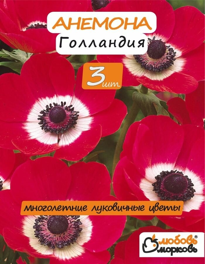 Анемона, Голландия 3 шт
