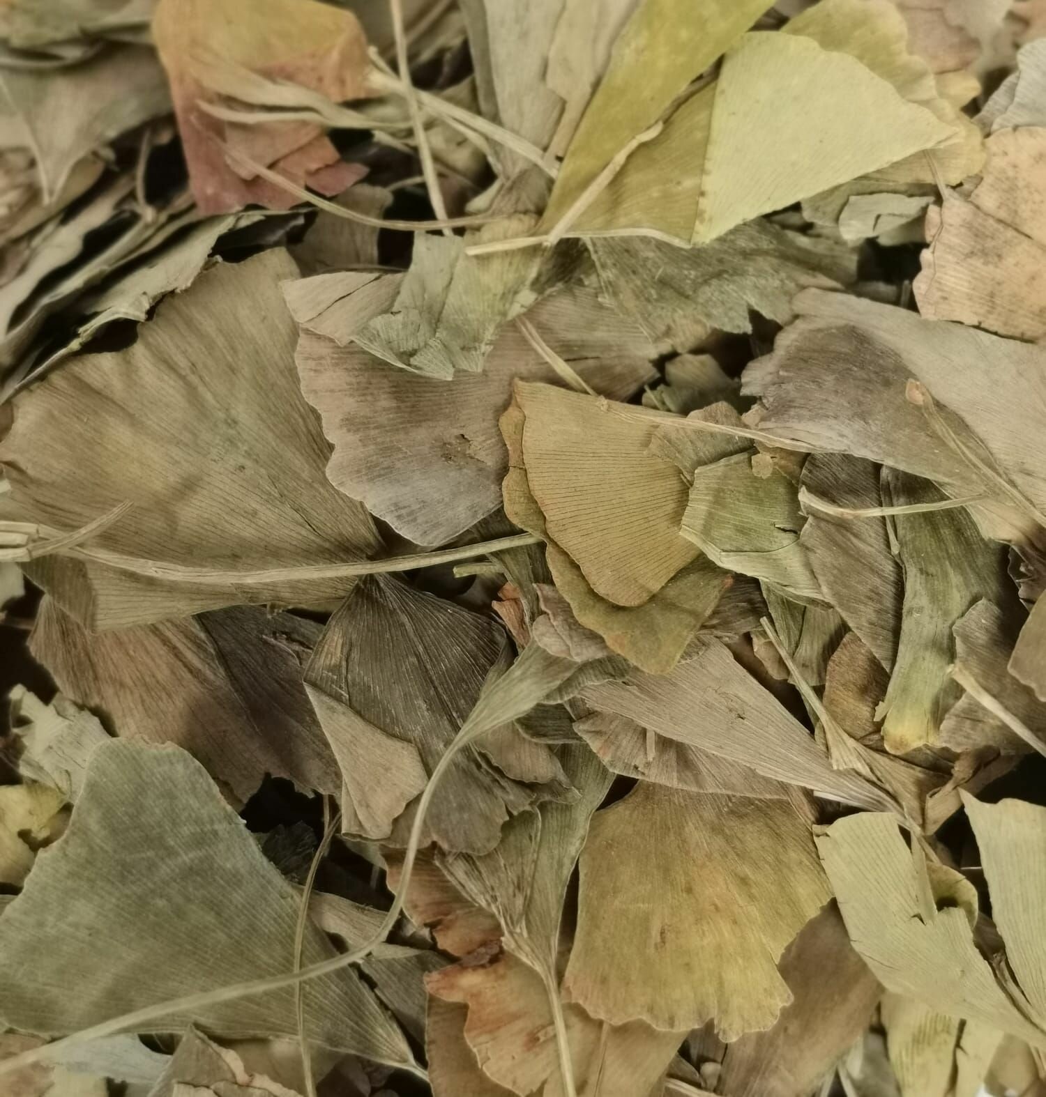 Гинкго Билоба лист сушеный 1кг KINGSPICE