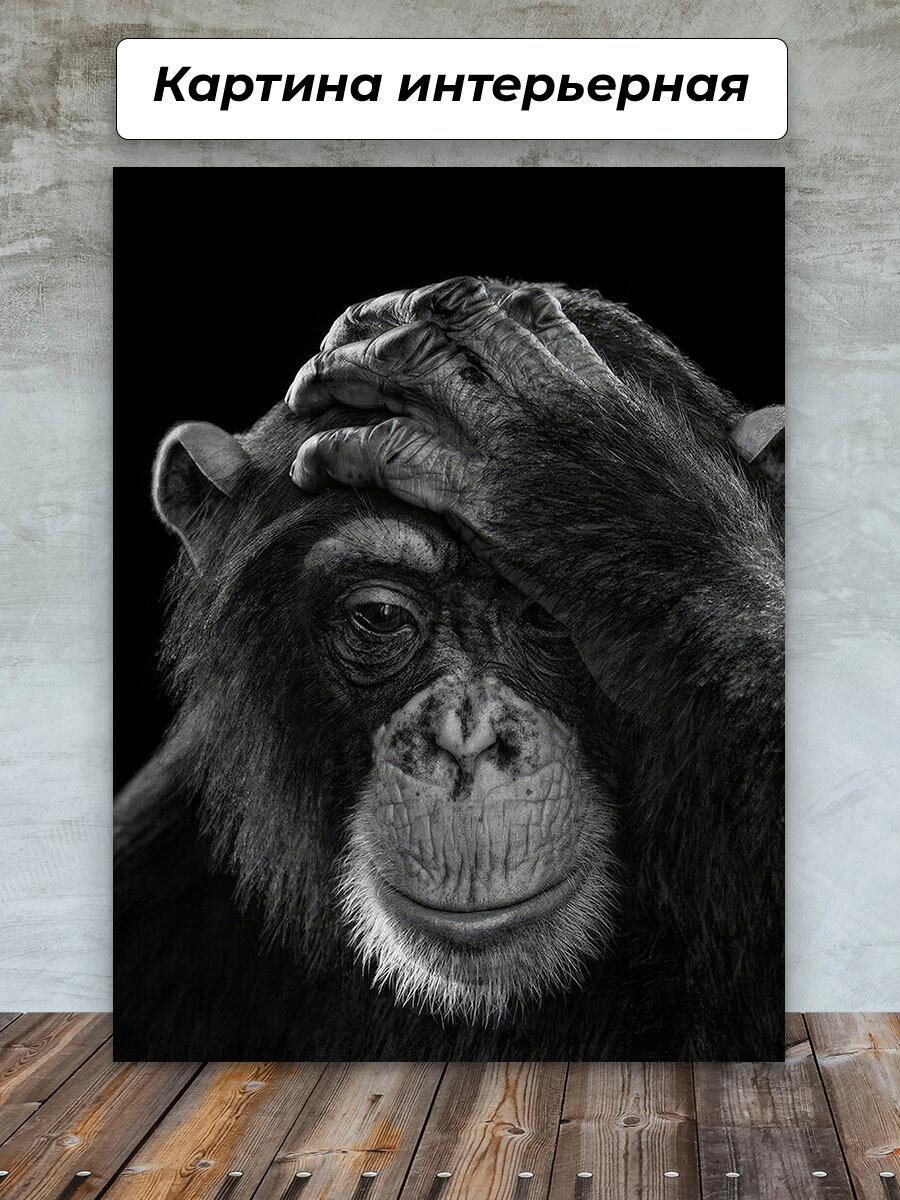 Картины для интерьера 50х70 Обезьяна держится за голову черный фон