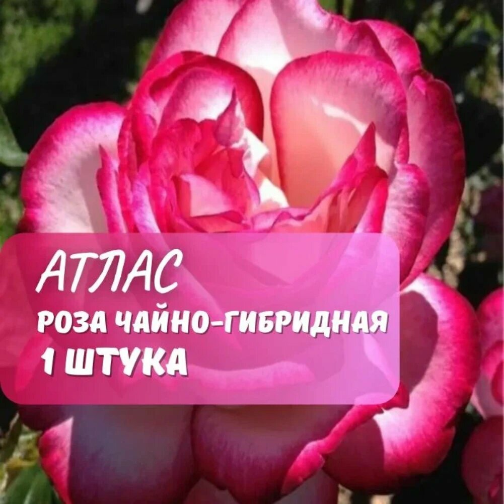 Роза чайно-гибридная Атлас (Atlas) / 1 шт, ароматный сорт, роза