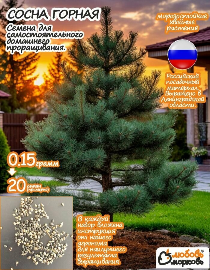 Семена, Сосны Горной, 0,15 грамм