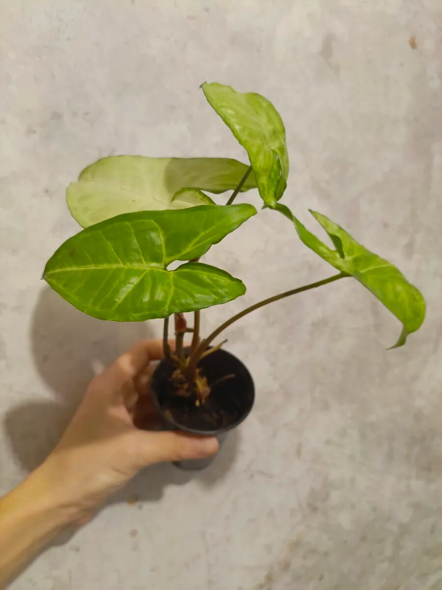 Cингониум растение живое Грин Голд 20-25 см