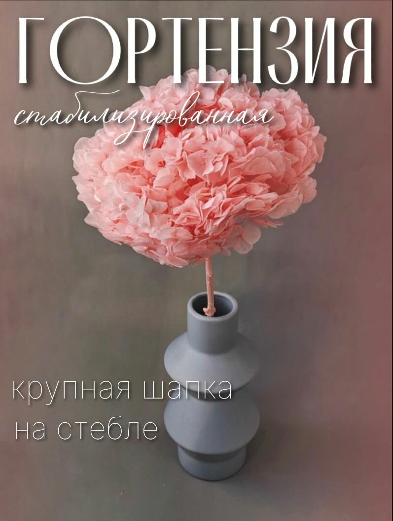 Гортензия, гортензия сухоцвет, стабилизированная гортензия, сухоцветы