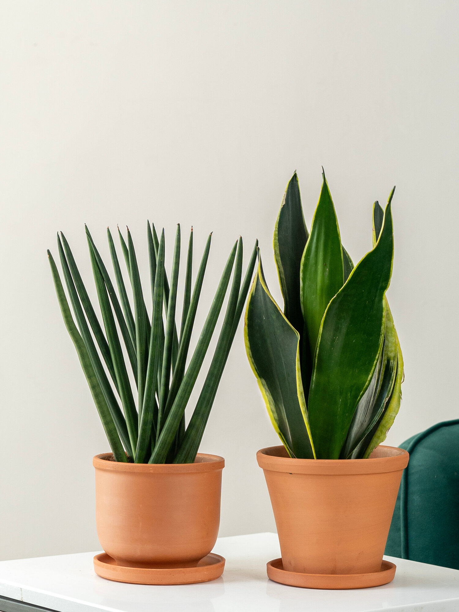 Geo Glass: Набор растений , сансевиерия цилиндрика и Лауренти в керамическом кашпо 30-35 см