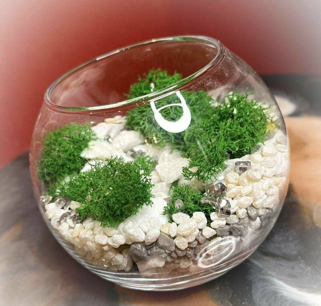 Флорариум / Комнатное растение дизайнерское / Подарок