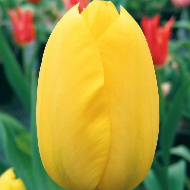 Тюльпан Биг Смайл 5 шт.