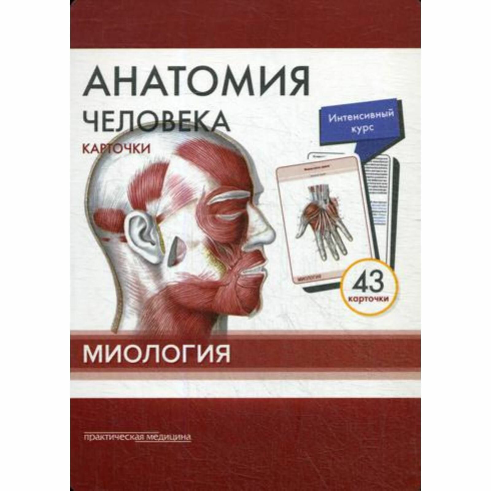 Обучающие карточки Практическая медицина "Анатомия человека", Миология, коллектив авторов, 43 шт